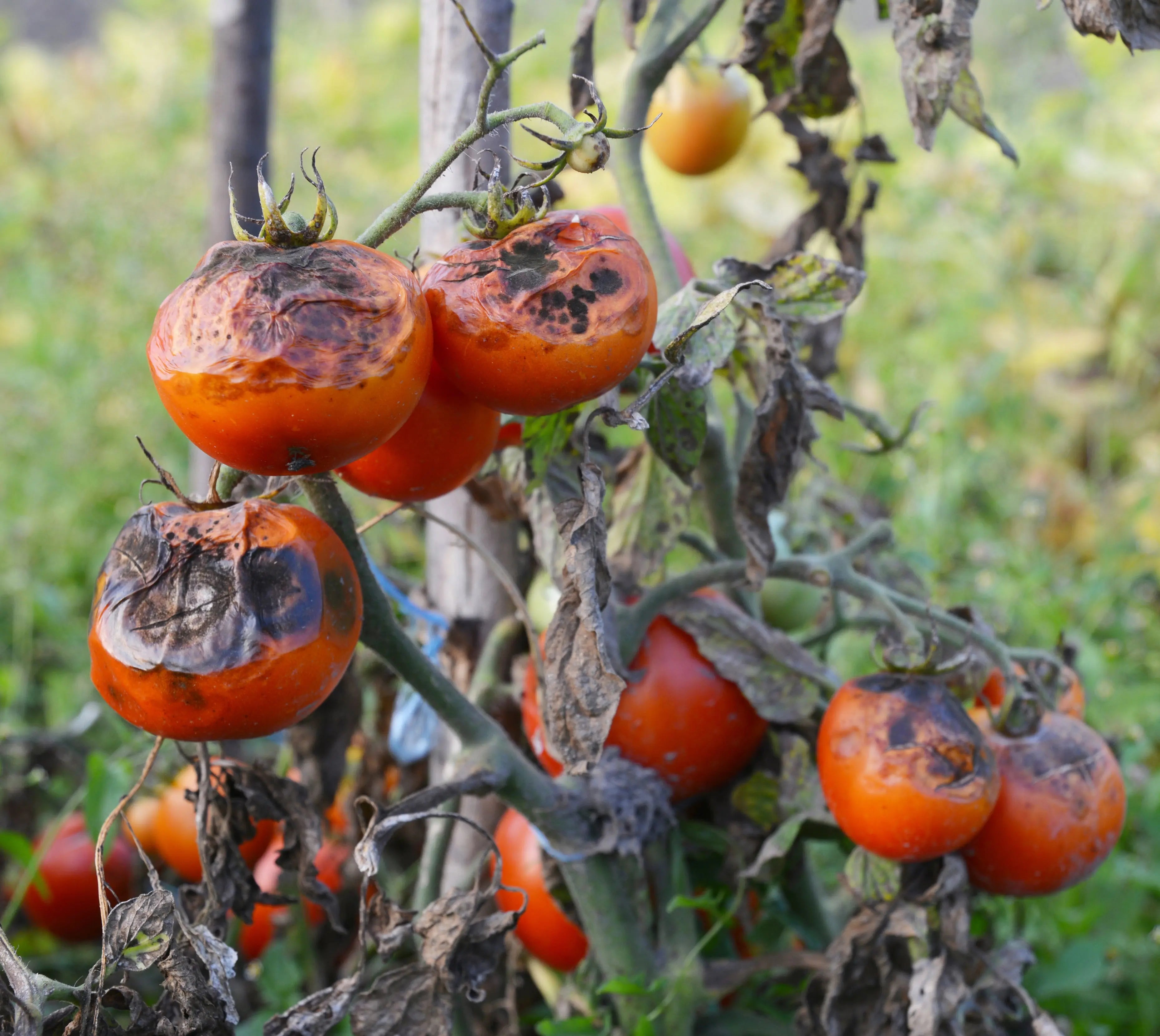 Disease Control – Green Earth Ag & Turf